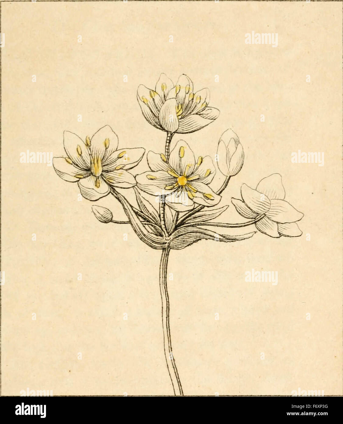 Éléments de la science de la botanique, comme établi par Linné ; avec ...