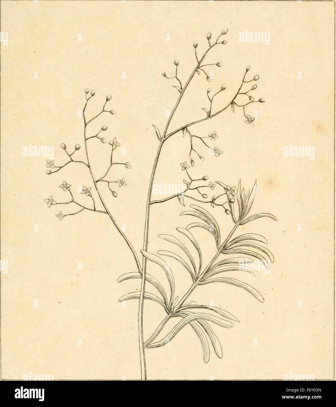 Éléments de la science de la botanique, comme établi par Linné ; avec ...