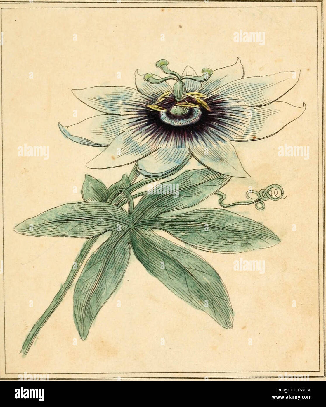 Éléments de la science de la botanique, comme établi par Linné ; avec ...