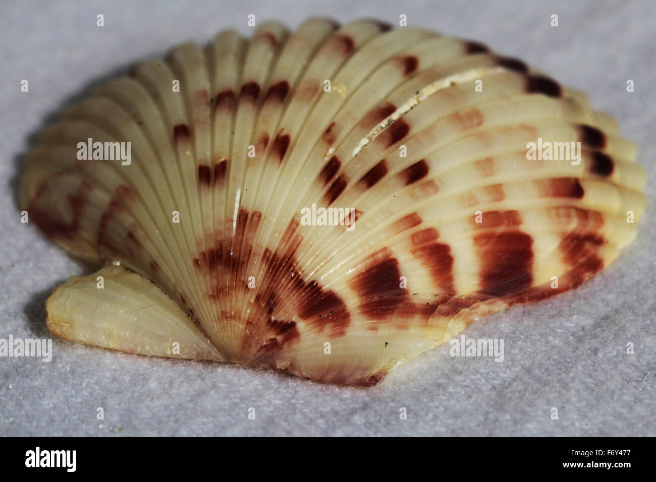Coquille de mer sur fond blanc Banque de photographies et d’images à ...