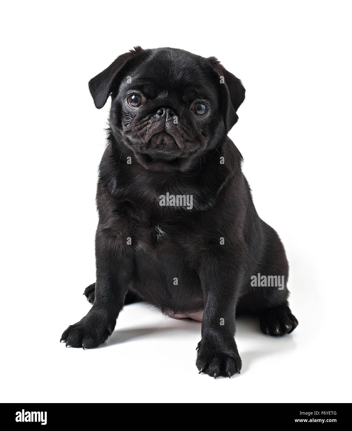 Carlin Noir Banque d'image et photos - Alamy