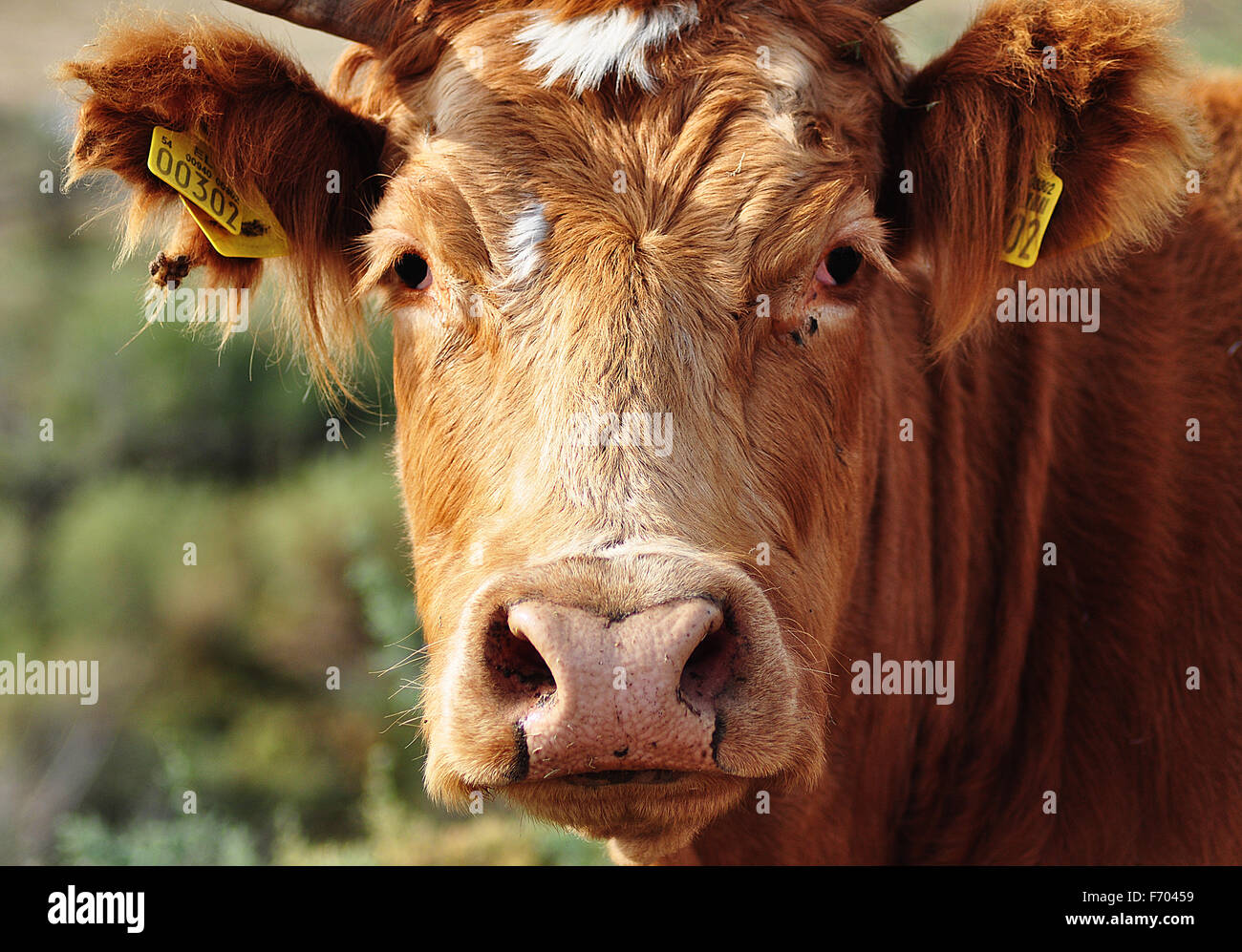 Portrait de vache Banque de photographies et d’images à haute ...