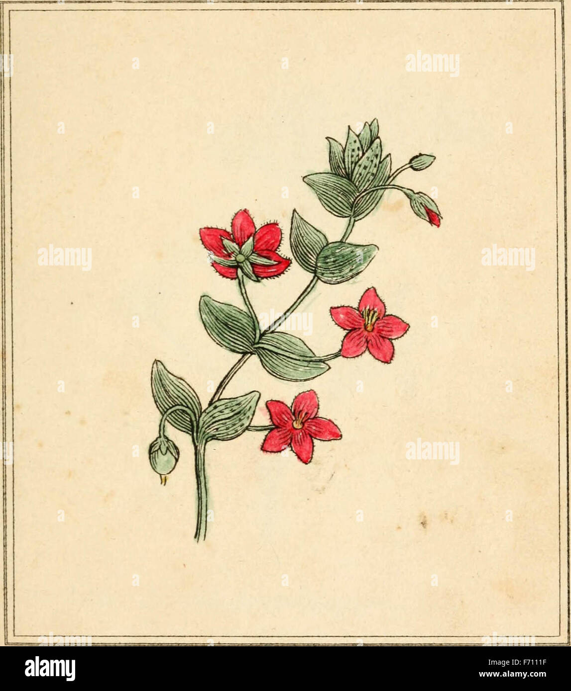 Éléments de la science de la botanique, comme établi par Linné ; avec ...