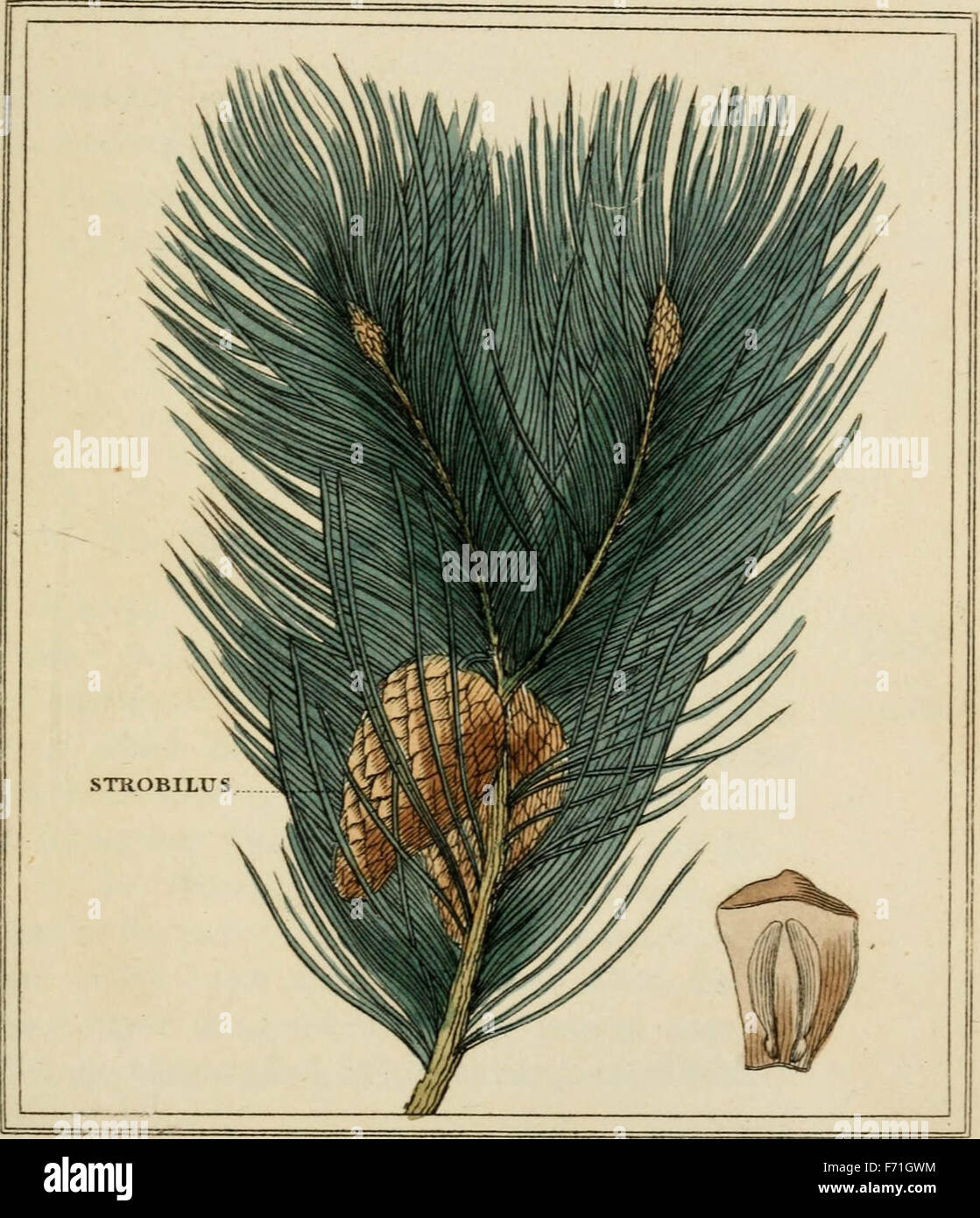 Éléments de la science de la botanique, comme établi par Linné ; avec ...