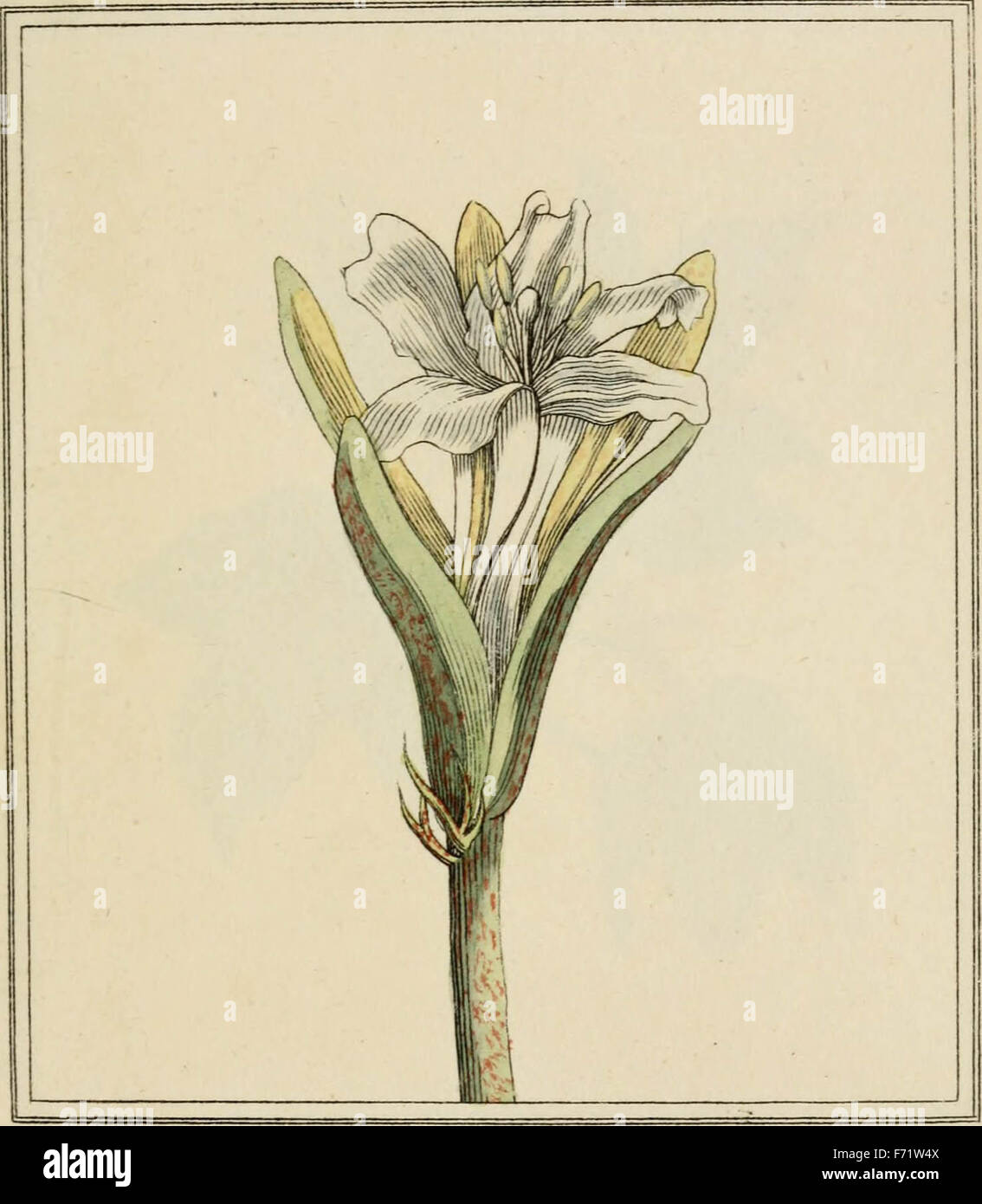 Éléments de la science de la botanique, comme établi par Linné ; avec ...