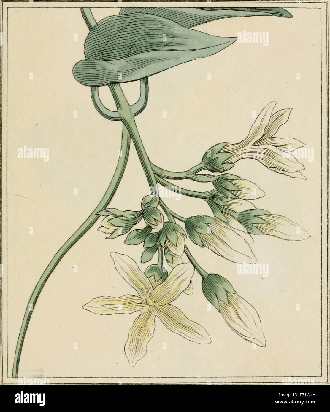 Éléments de la science de la botanique, comme établi par Linné ; avec ...