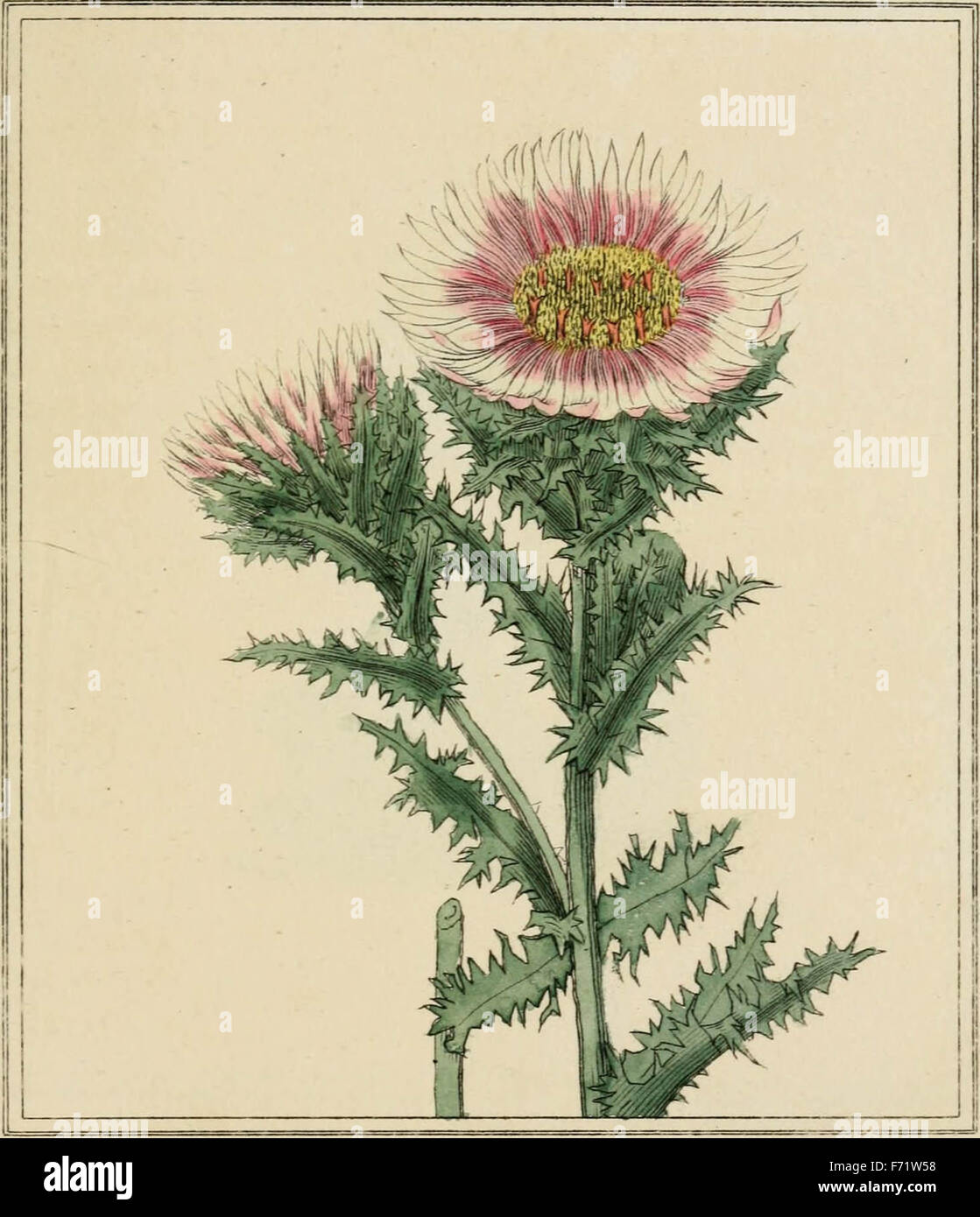 Éléments de la science de la botanique, comme établi par Linné ; avec ...