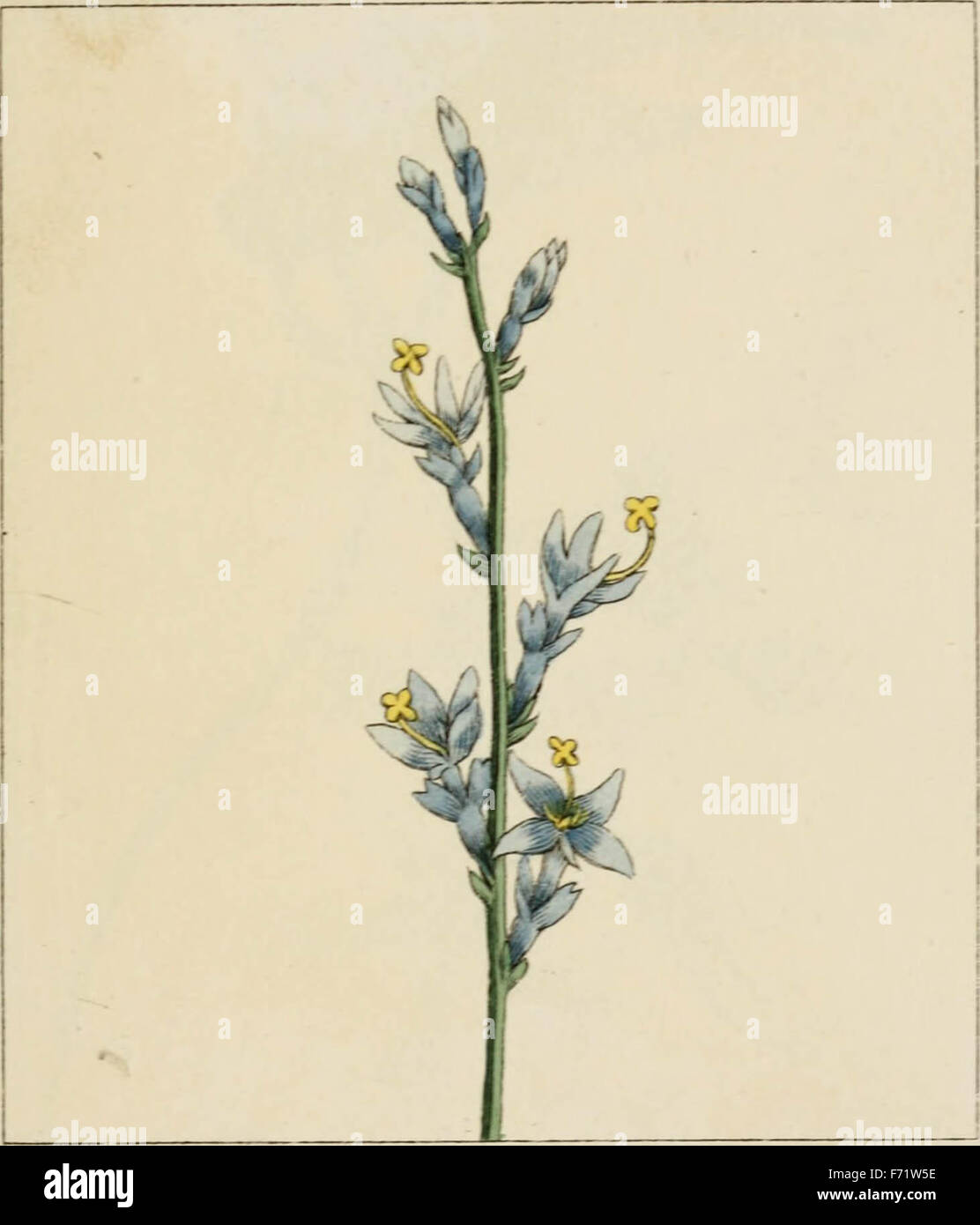 Éléments de la science de la botanique, comme établi par Linné ; avec ...