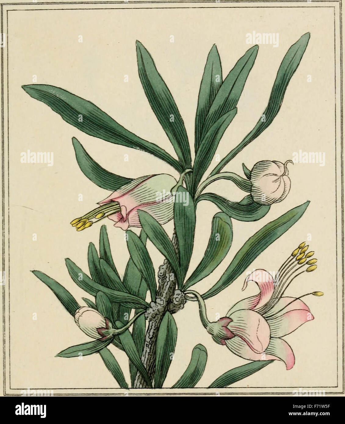 Éléments de la science de la botanique, comme établi par Linné ; avec ...