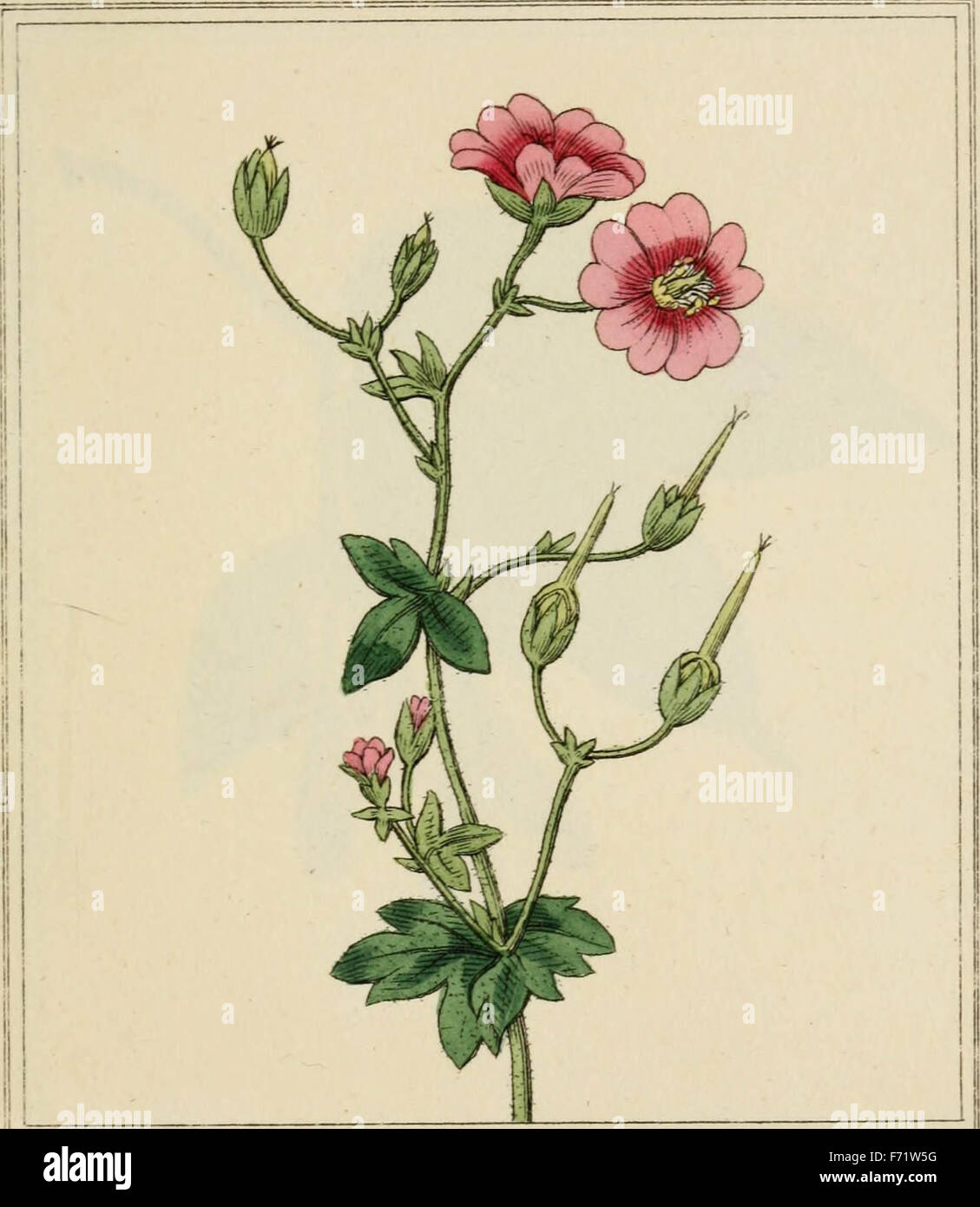 Éléments de la science de la botanique, comme établi par Linné ; avec ...