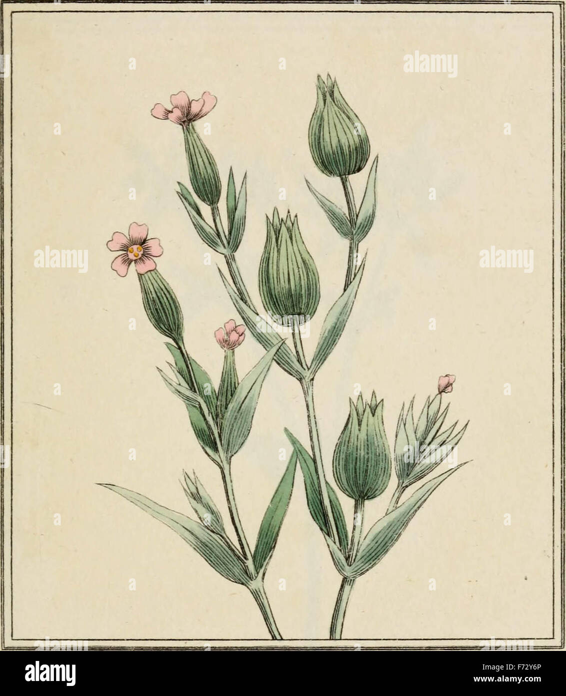 Éléments de la science de la botanique, comme établi par Linné ; avec ...