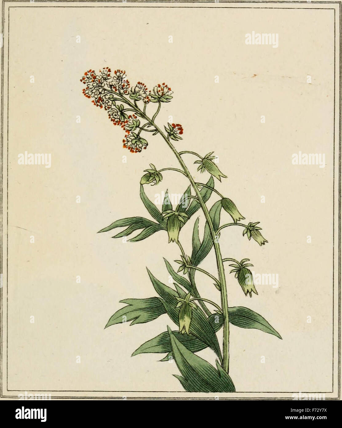 Éléments de la science de la botanique, comme établi par Linné ; avec ...