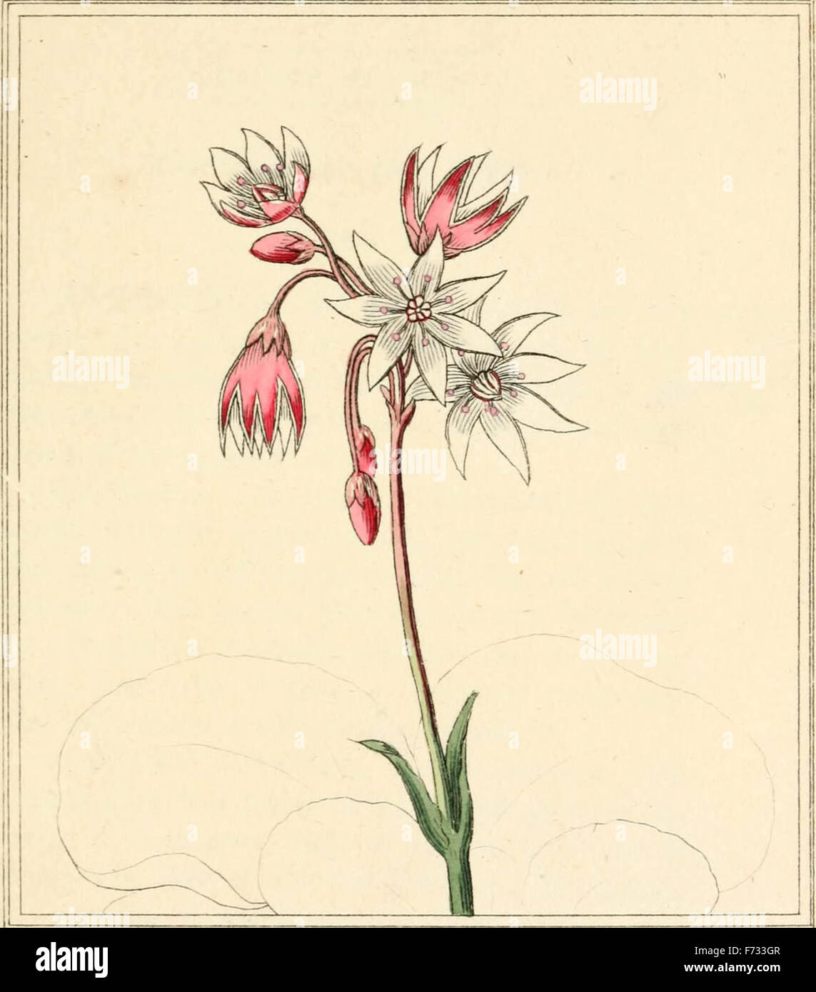 Éléments de la science de la botanique, comme établi par Linné ; avec ...