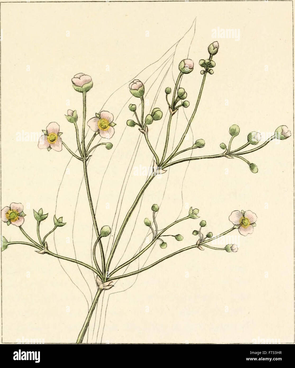 Éléments de la science de la botanique, comme établi par Linné ; avec ...