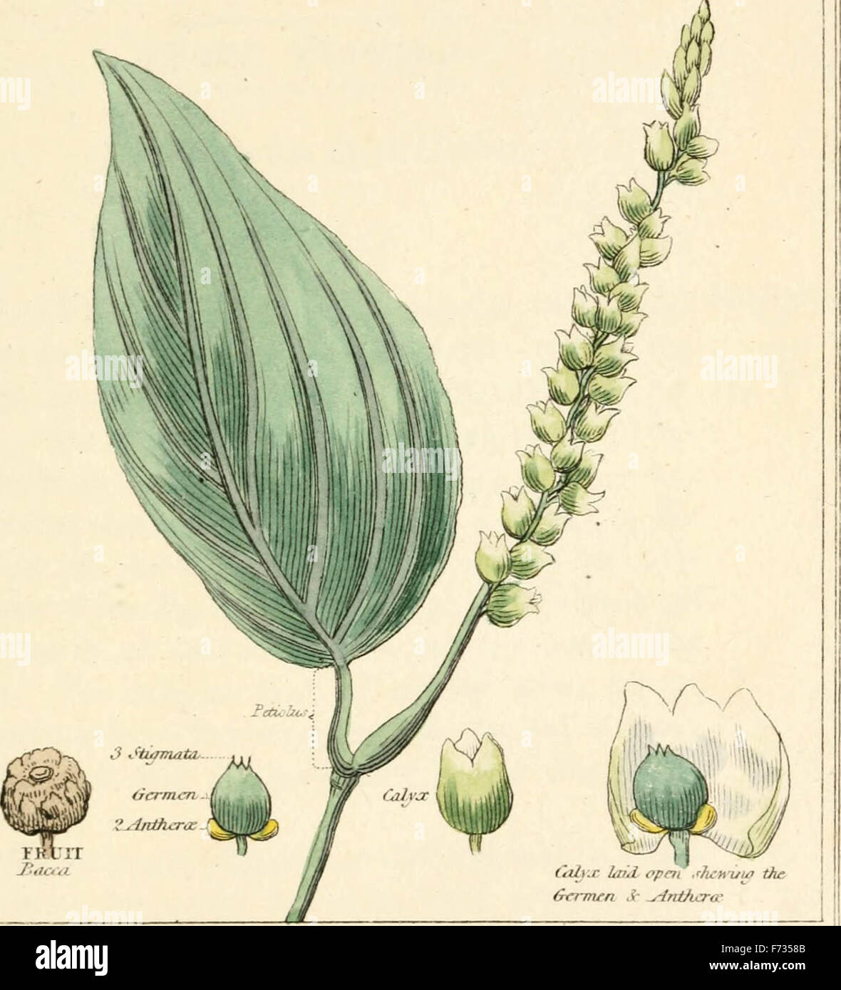 Éléments de la science de la botanique, comme établi par Linné ; avec ...
