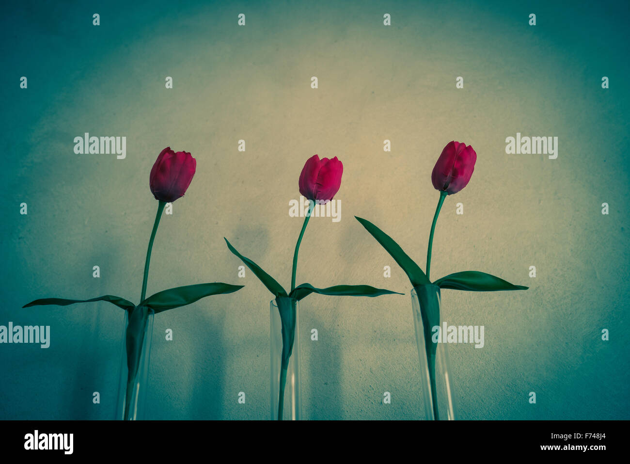Trois roses Banque de photographies et d’images à haute résolution - Alamy