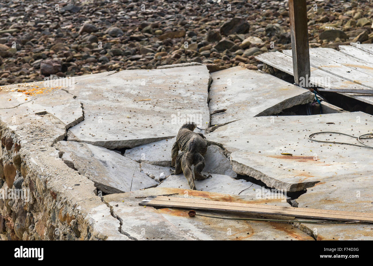Dragon de Komodo et marcher sur les pierres, l'île de Tioman Photo ...