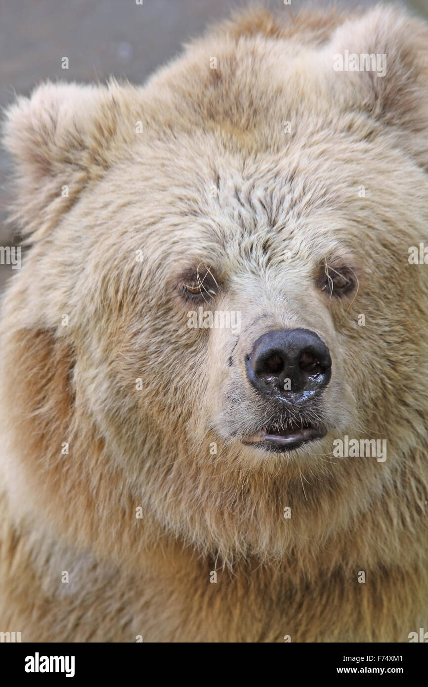 Ours rare Banque de photographies et d’images à haute résolution - Alamy