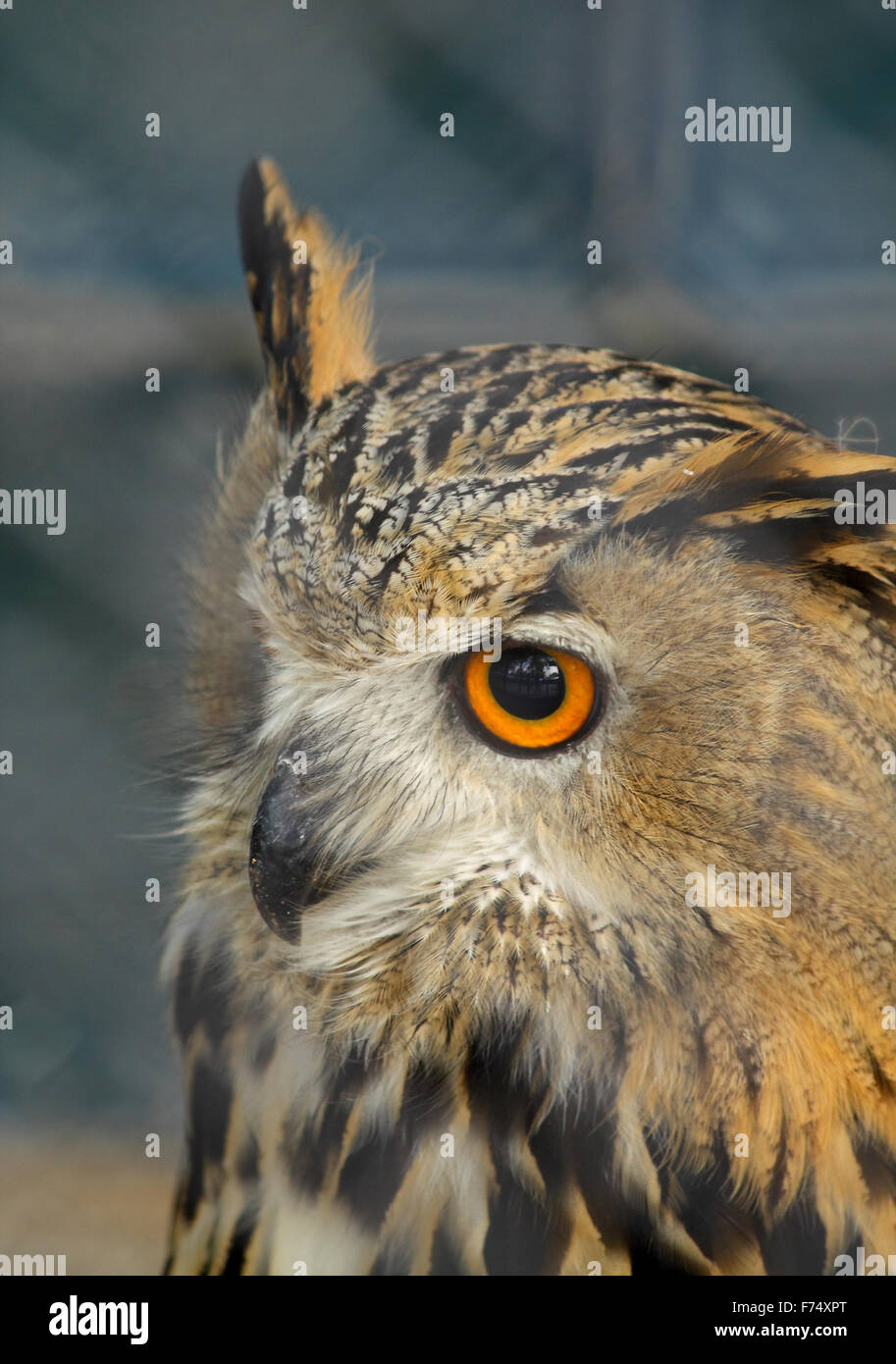 Hibou Noir Banque d'image et photos - Alamy