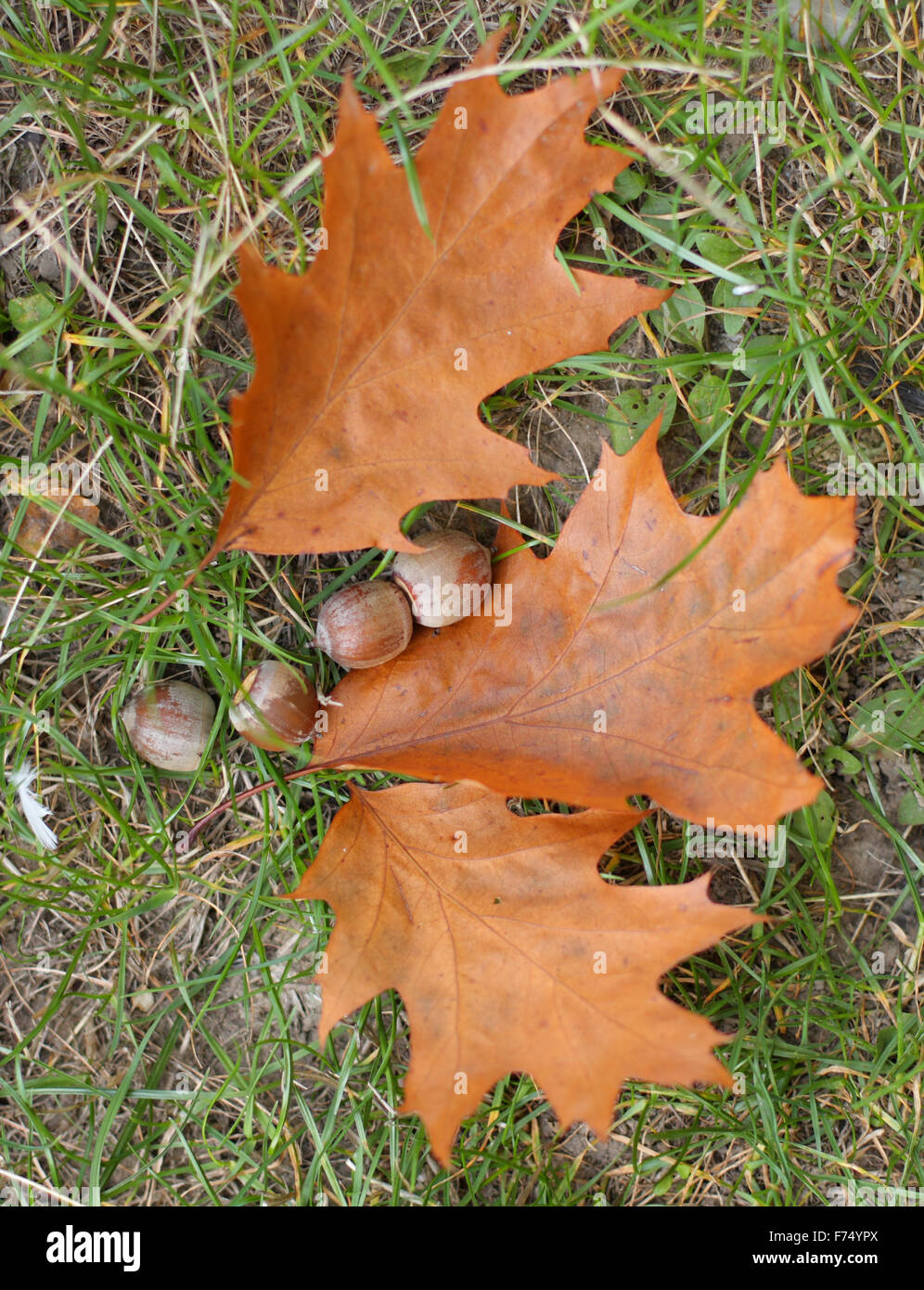Quatre glands Banque de photographies et d’images à haute résolution ...