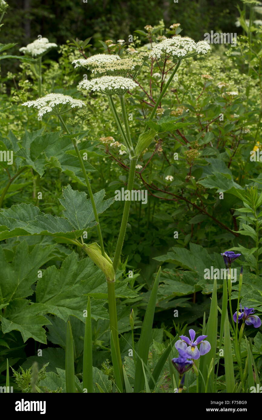 La berce laineuse, Heracleum maximum, en fleurs. Terre-neuve Photo ...