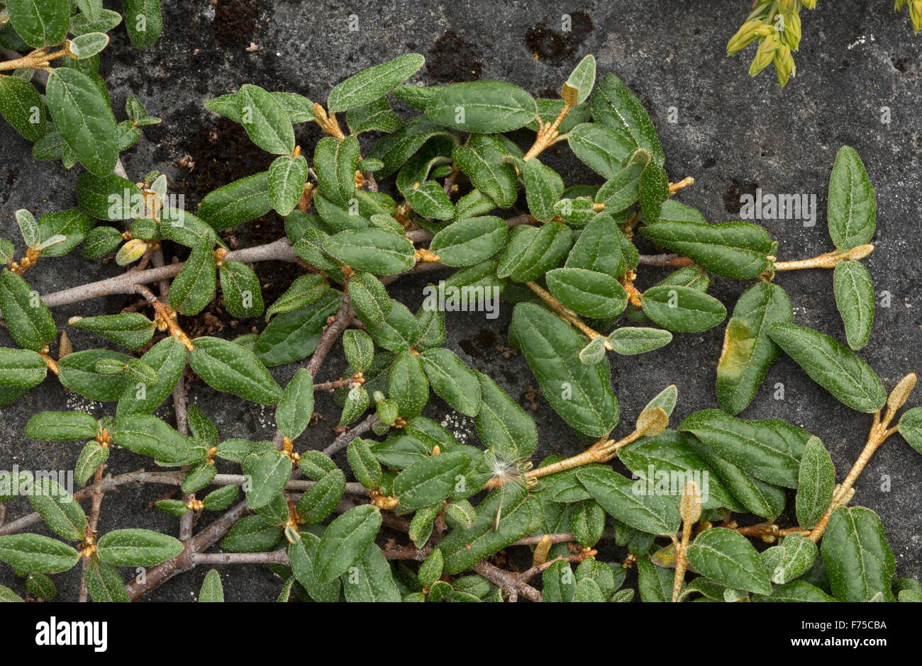 Shepherdia canadensis Banque de photographies et d’images à haute ...