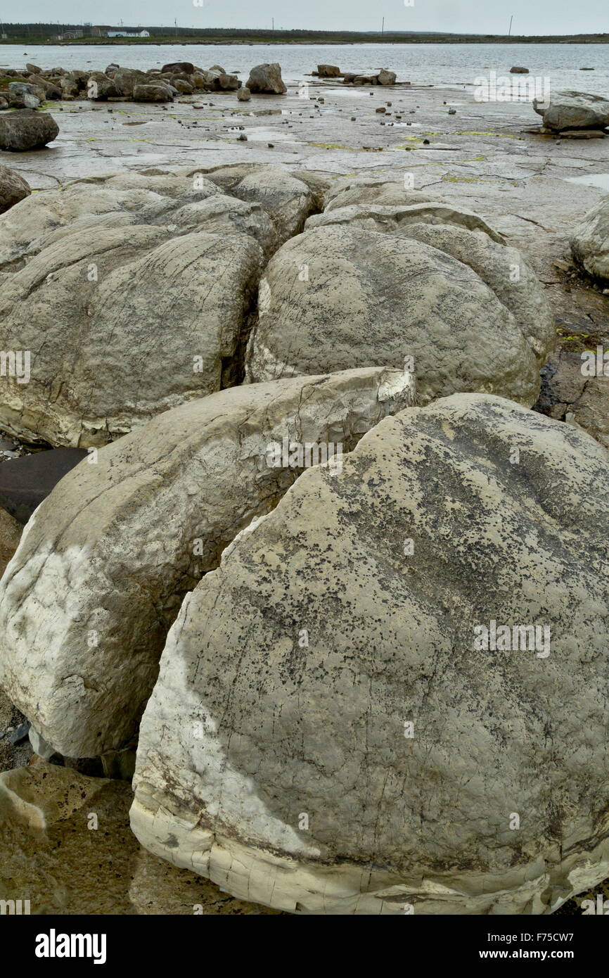 Thrombolites du Flower's Cove, au nord-ouest de Terre-Neuve. Cambrian ...