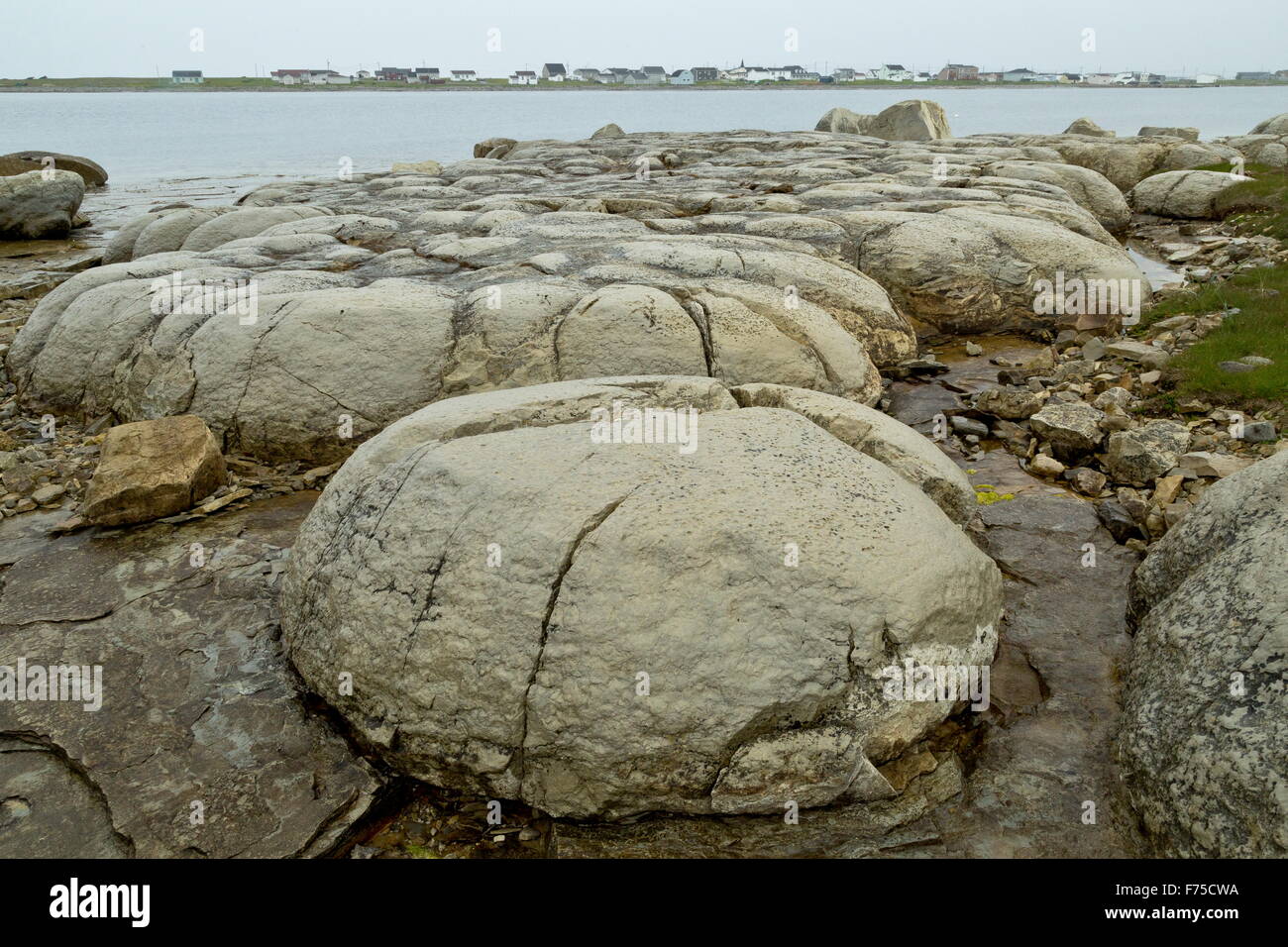 Cyanobacteria fossil Banque de photographies et d’images à haute ...