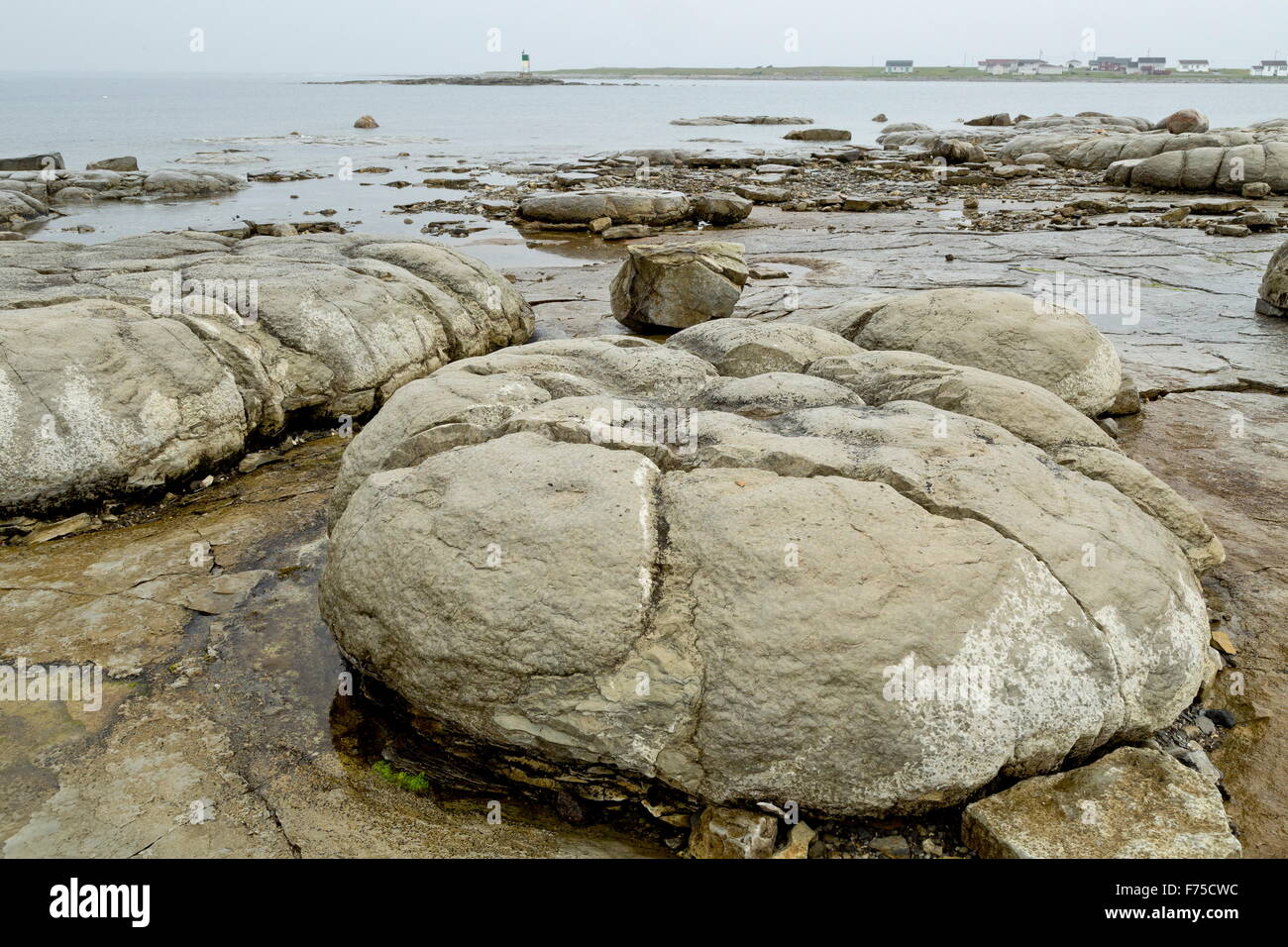 Thrombolites du Flower's Cove, au nord-ouest de Terre-Neuve. Cambrian ...