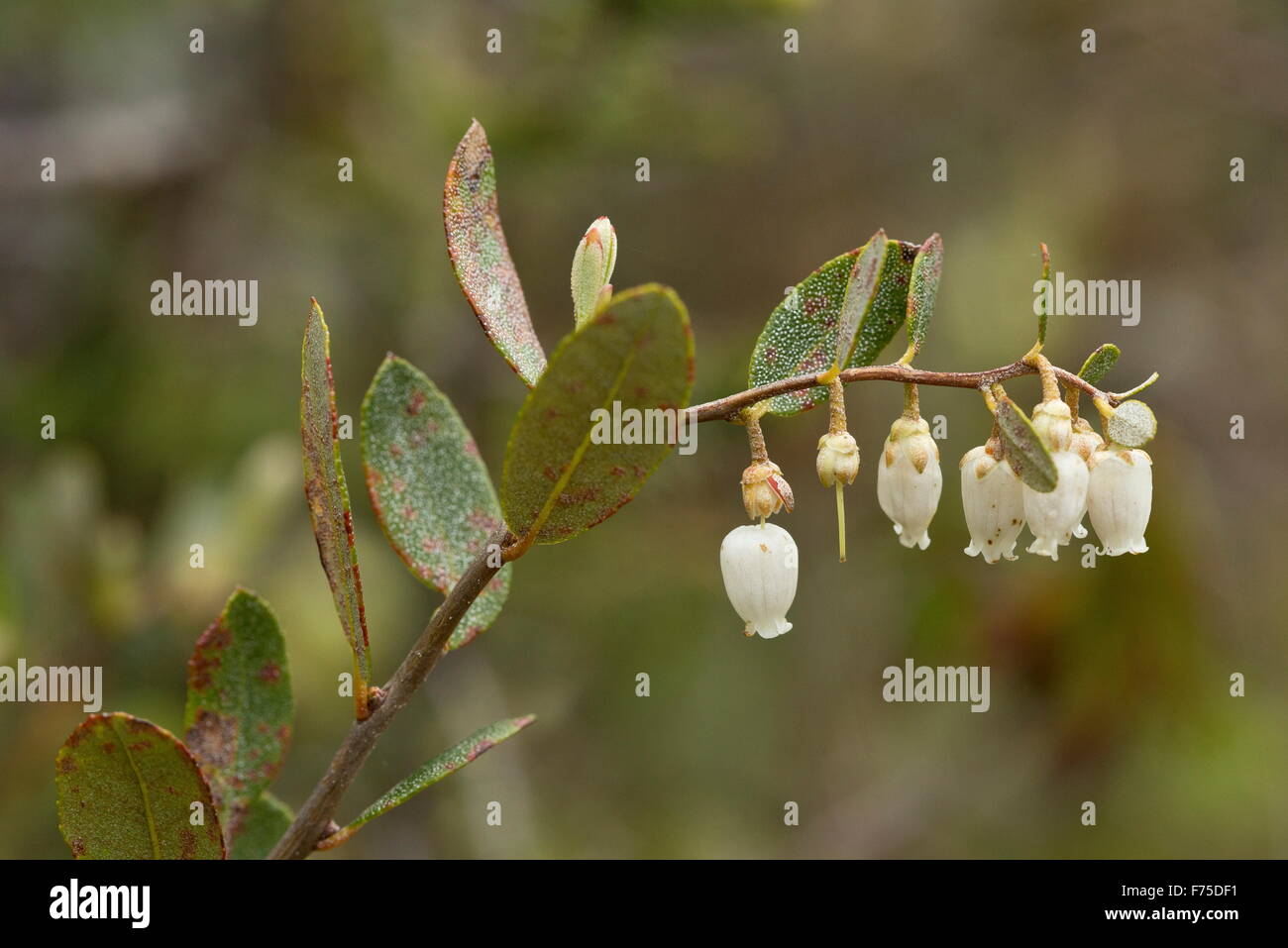 Feuille de cuir chamaedaphne calyculata Banque de photographies et d ...