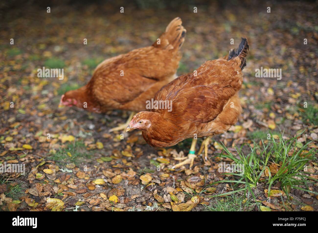 Poules rouges Banque de photographies et d’images à haute résolution ...