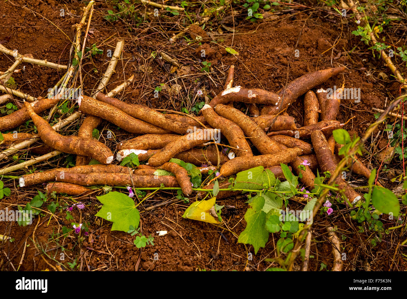 Champ de manioc Banque de photographies et d’images à haute résolution ...