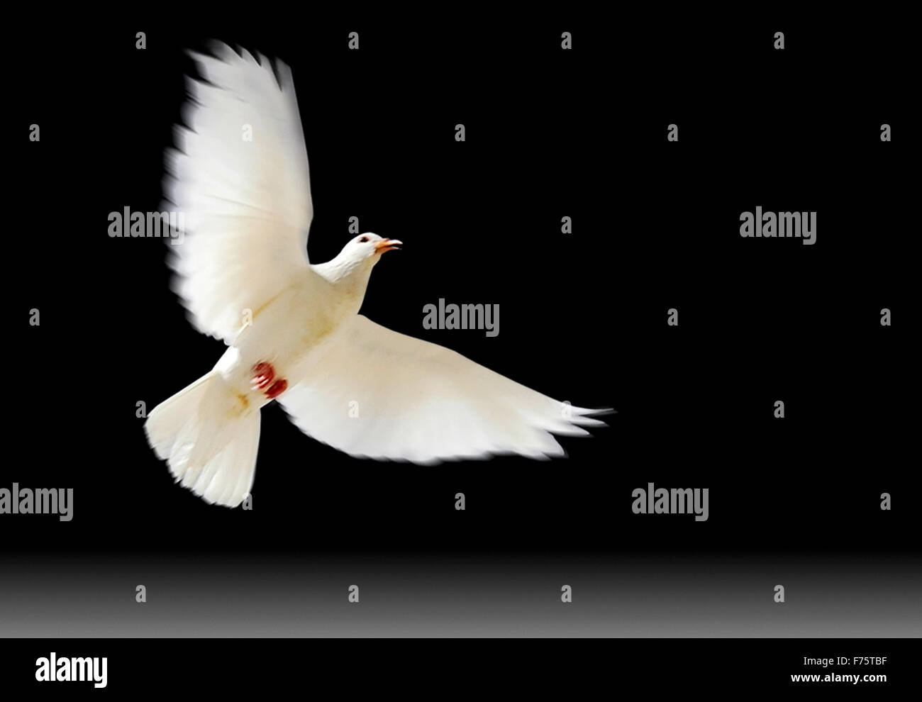 Colombe bleue Banque de photographies et d’images à haute résolution ...