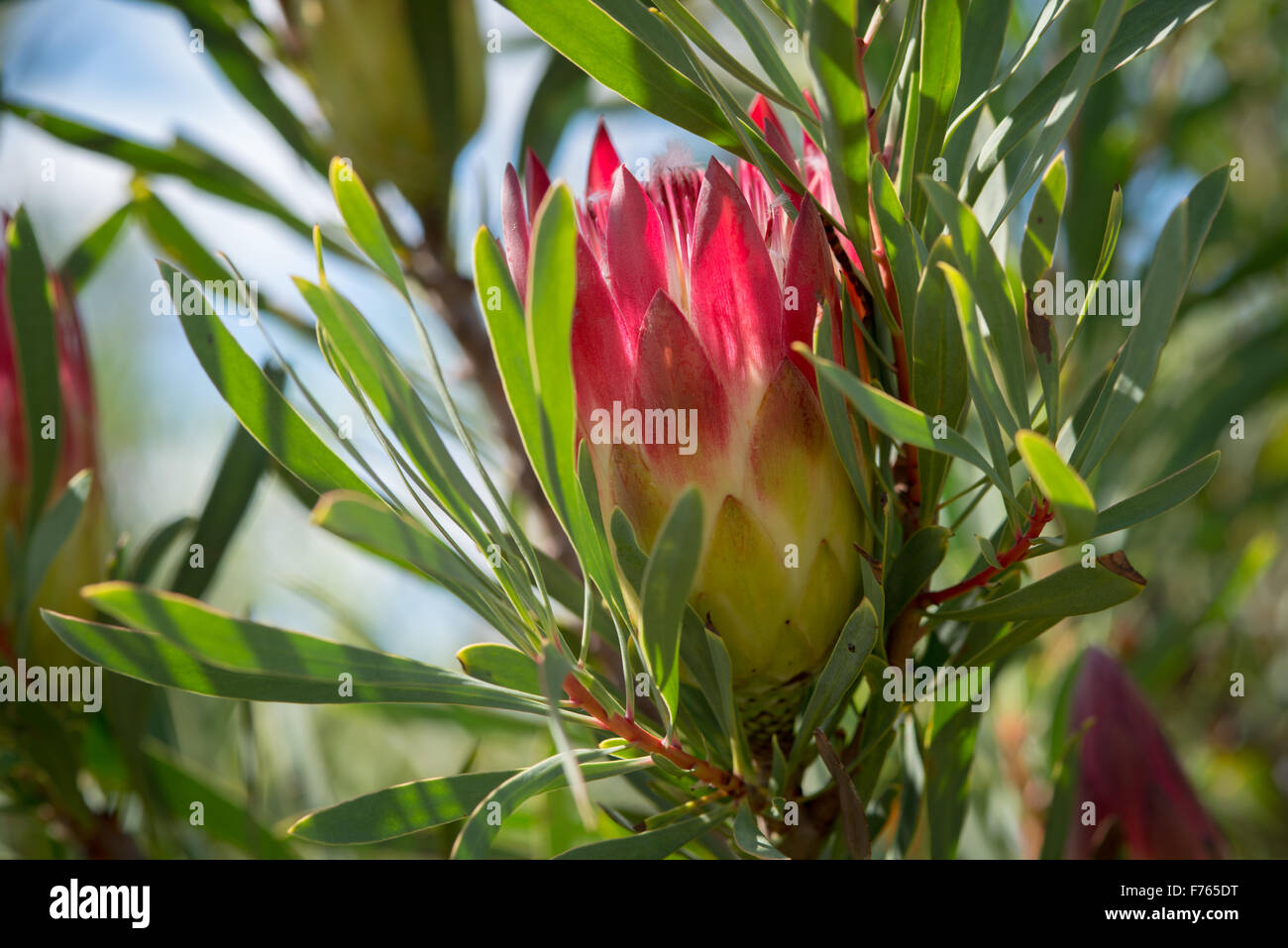 L'AFRIQUE DU SUD- Détail de "Savane du petit Cayenne" Protea plante en ...