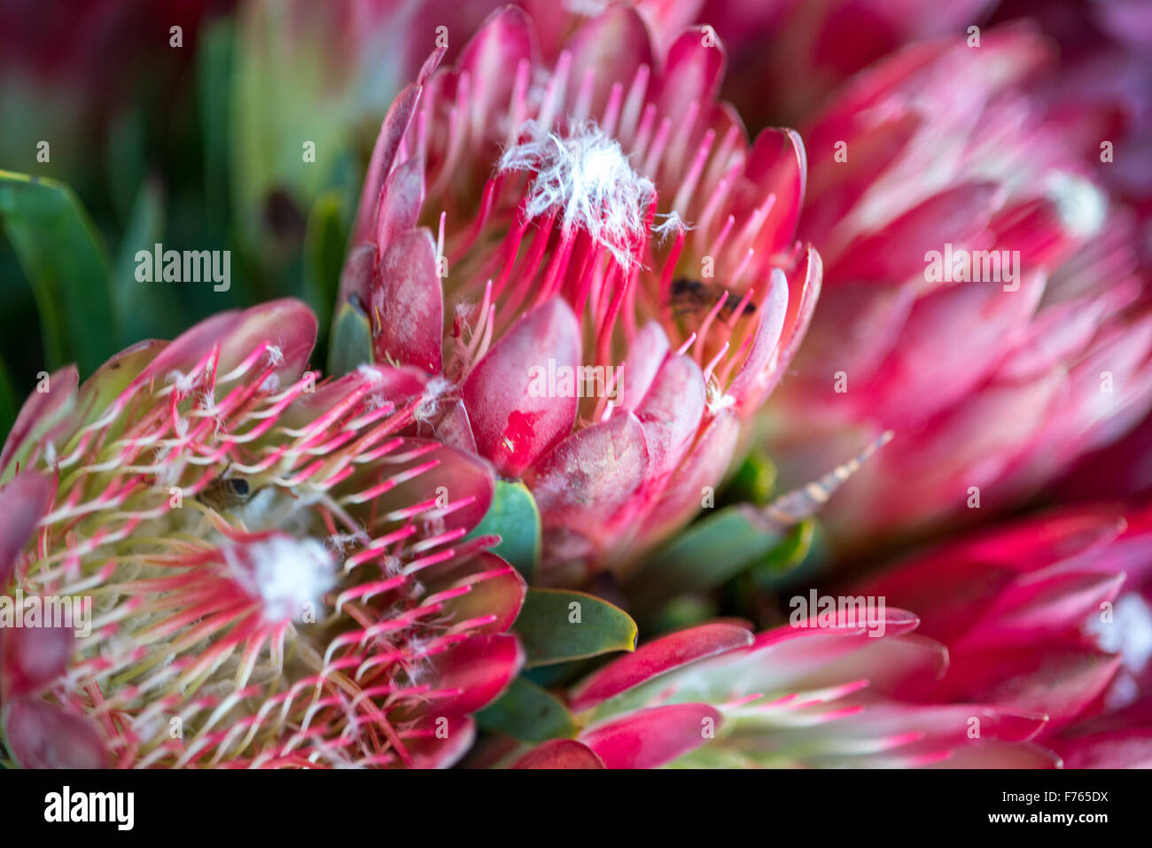 L'AFRIQUE DU SUD- Détail de "Savane du petit Cayenne" Protea plante en ...