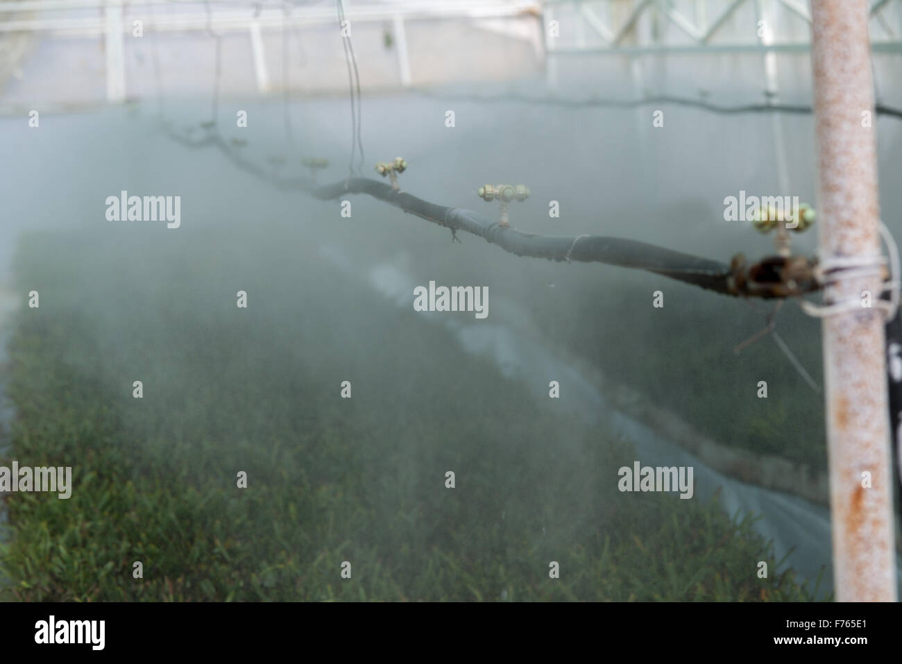L'AFRIQUE DU SUD- l'irrigation en serre avec "Savane du petit Cayenne ...