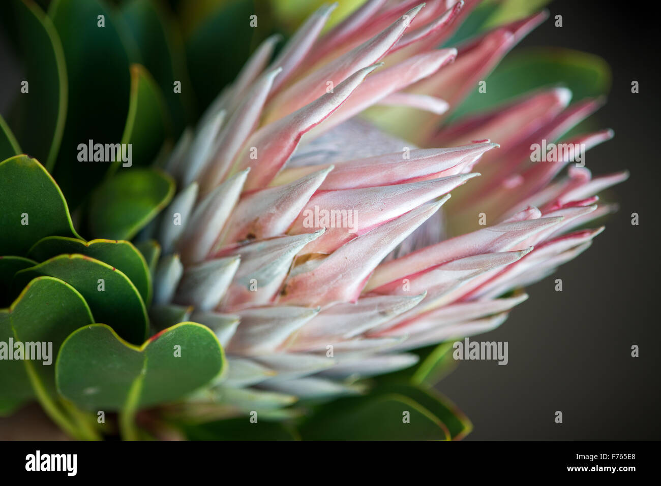 L'AFRIQUE DU SUD- Détail de "Savane du petit Cayenne" Protea plante en ...