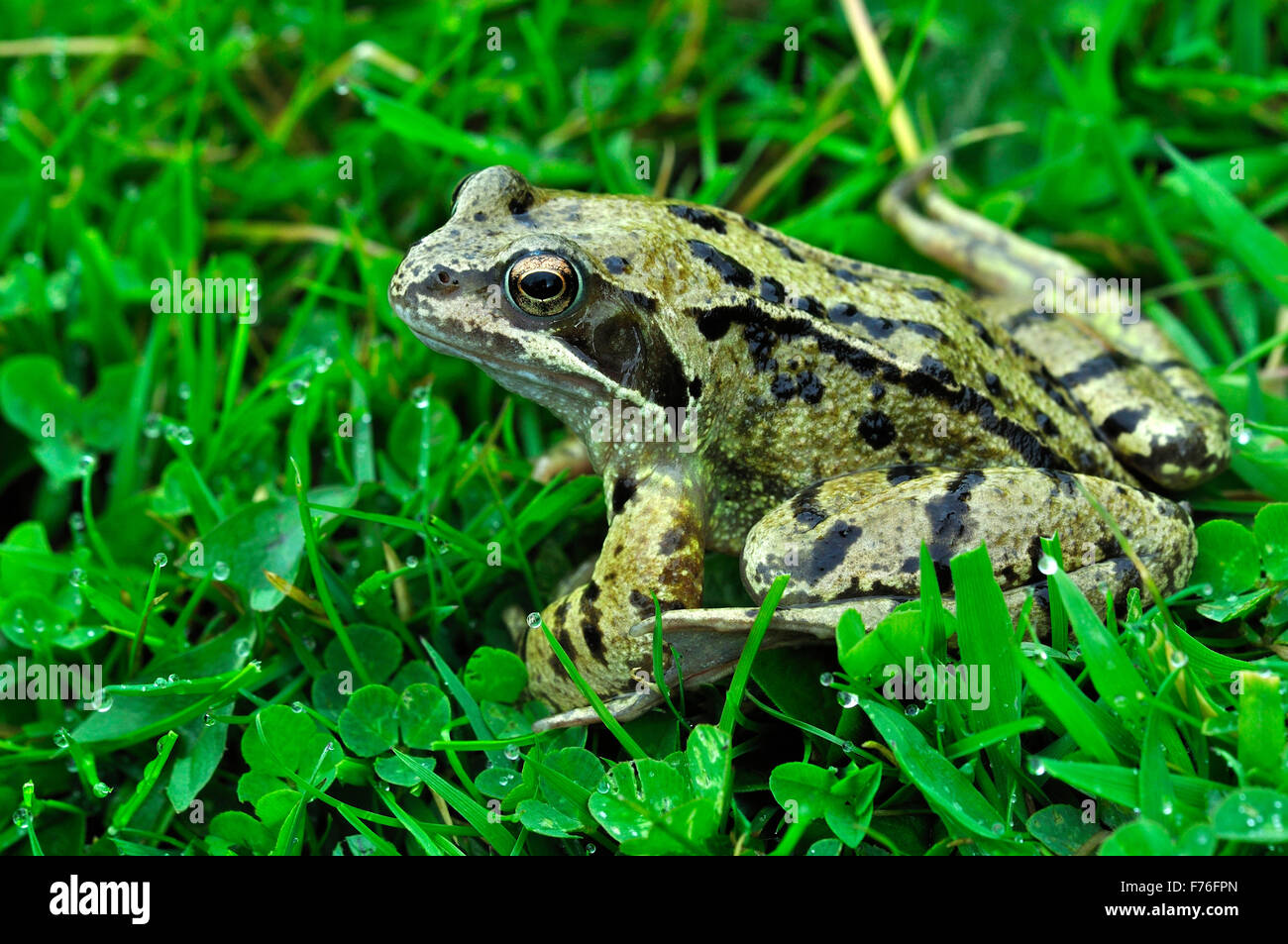 Grenouille rousse Banque de photographies et d’images à haute ...