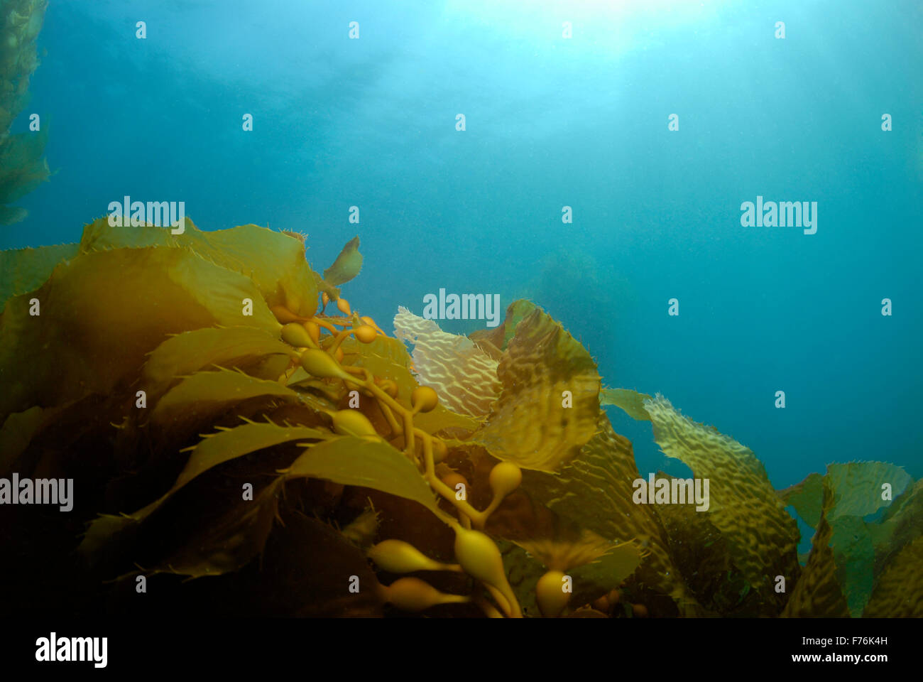 Varech geant Banque de photographies et d’images à haute résolution - Alamy