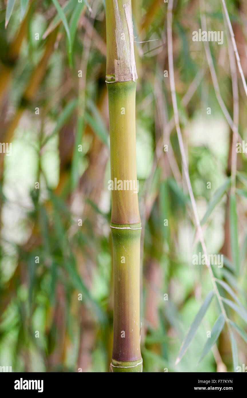 Chusquea Gigantea Bamboo Banque d'image et photos - Alamy