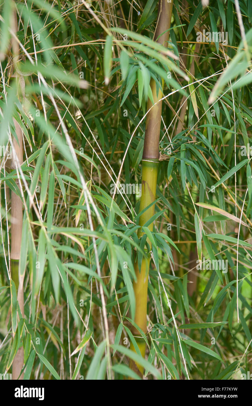 Chusquea Gigantea Bamboo Banque d'image et photos - Alamy