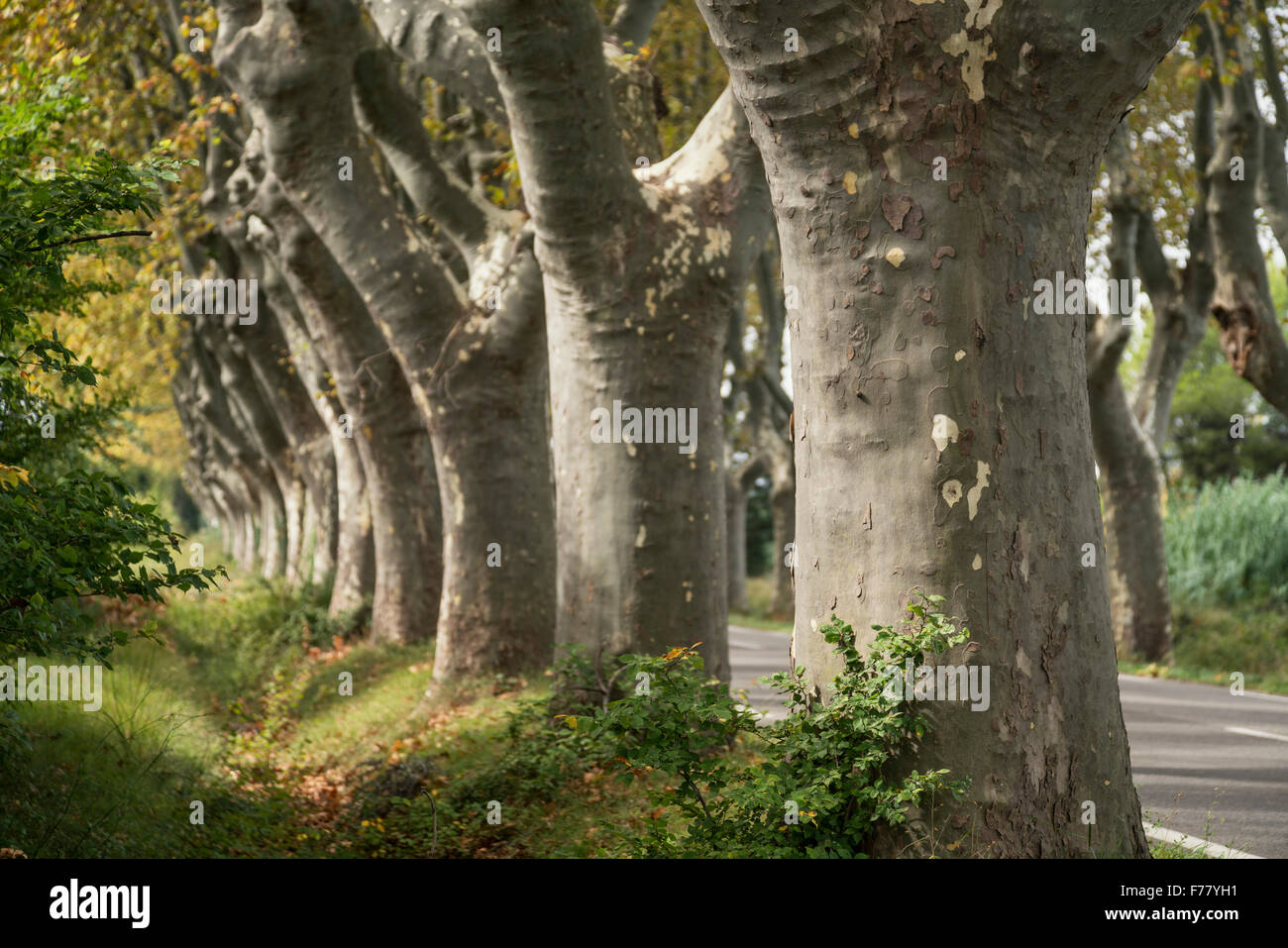 Allée de platanes, près de Saint Rémy de Provence Photo Stock - Alamy