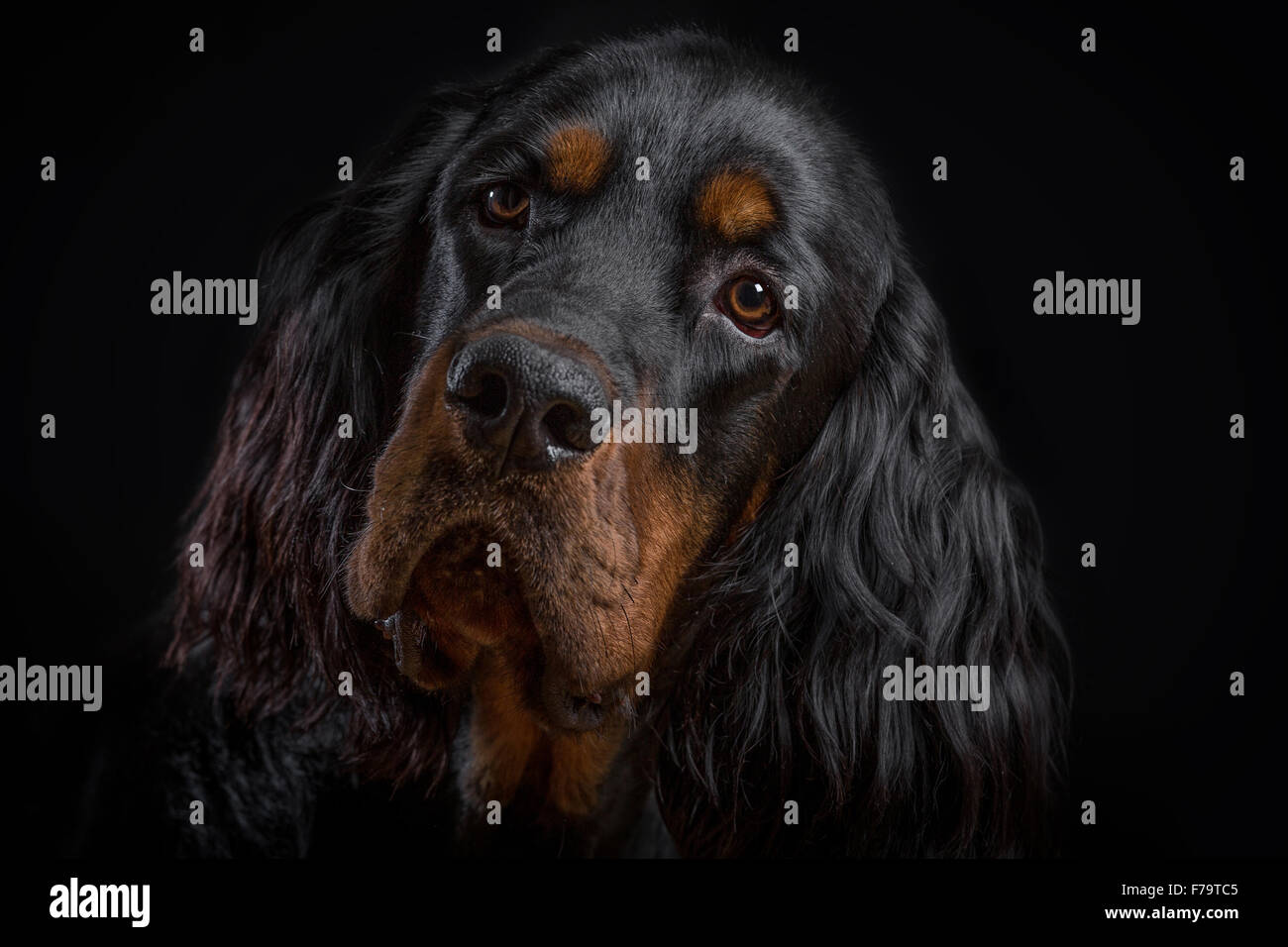 Pedigree gordon setter Banque de photographies et d’images à haute ...