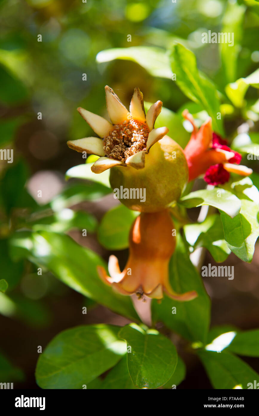 Grenadier (Punica granatum), sur l'arbre, Maroc Photo Stock - Alamy