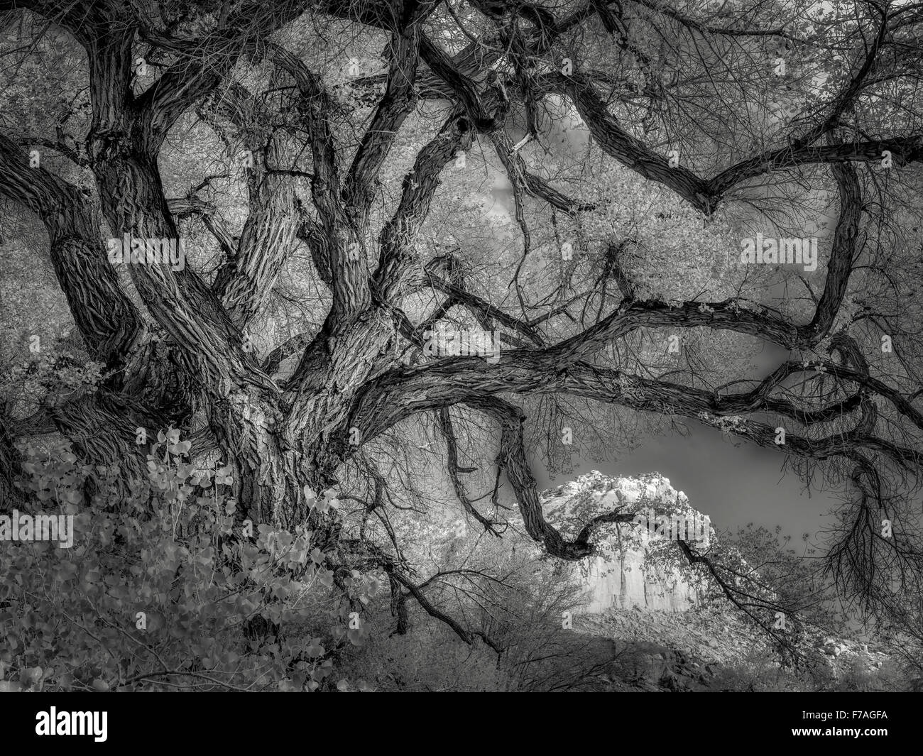 Arbre Isolé Banque d'image et photos - Alamy
