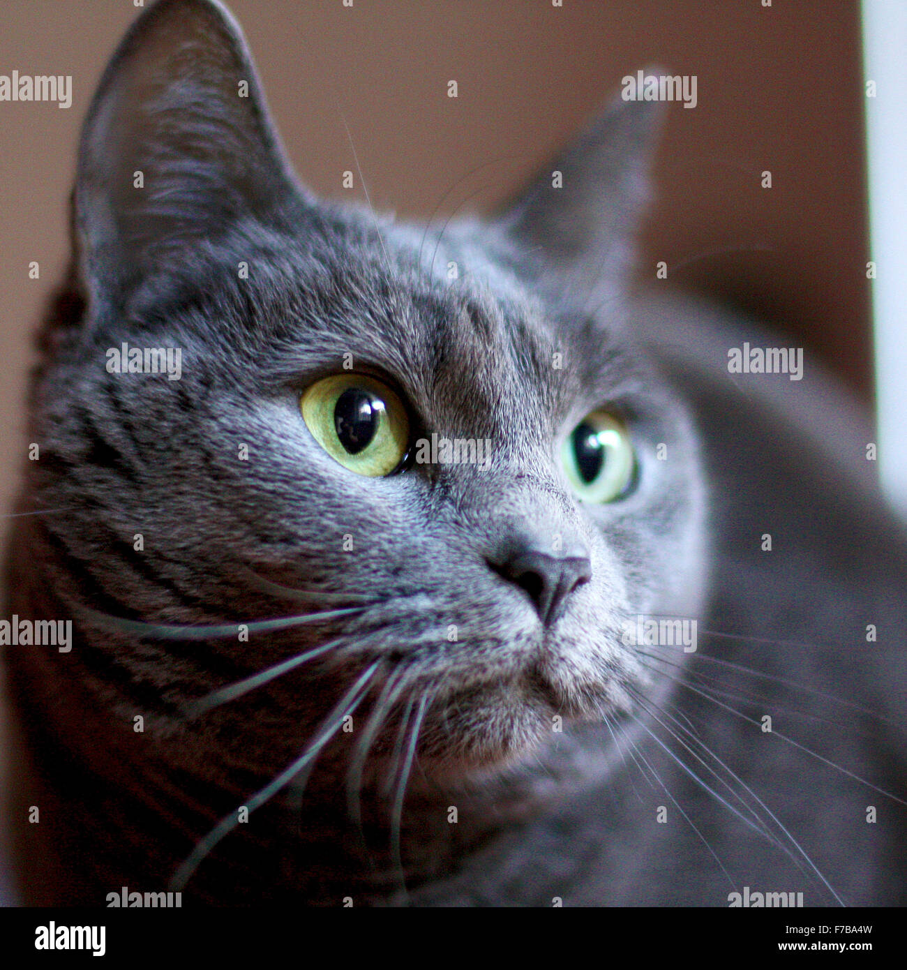 Chat chartreux Banque de photographies et d’images à haute résolution ...