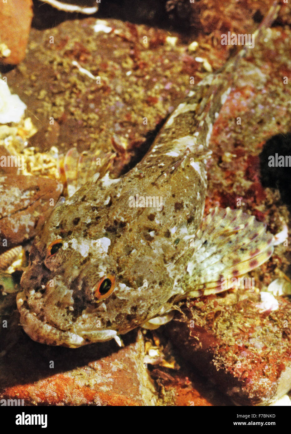 Le poisson scorpion de mer à épines longues sur le plancher de la ...
