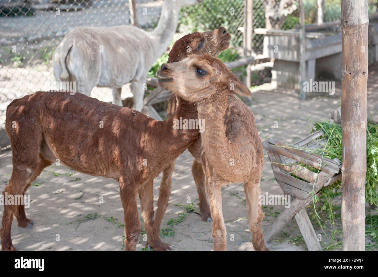 Lamas nature Banque de photographies et d’images à haute résolution - Alamy