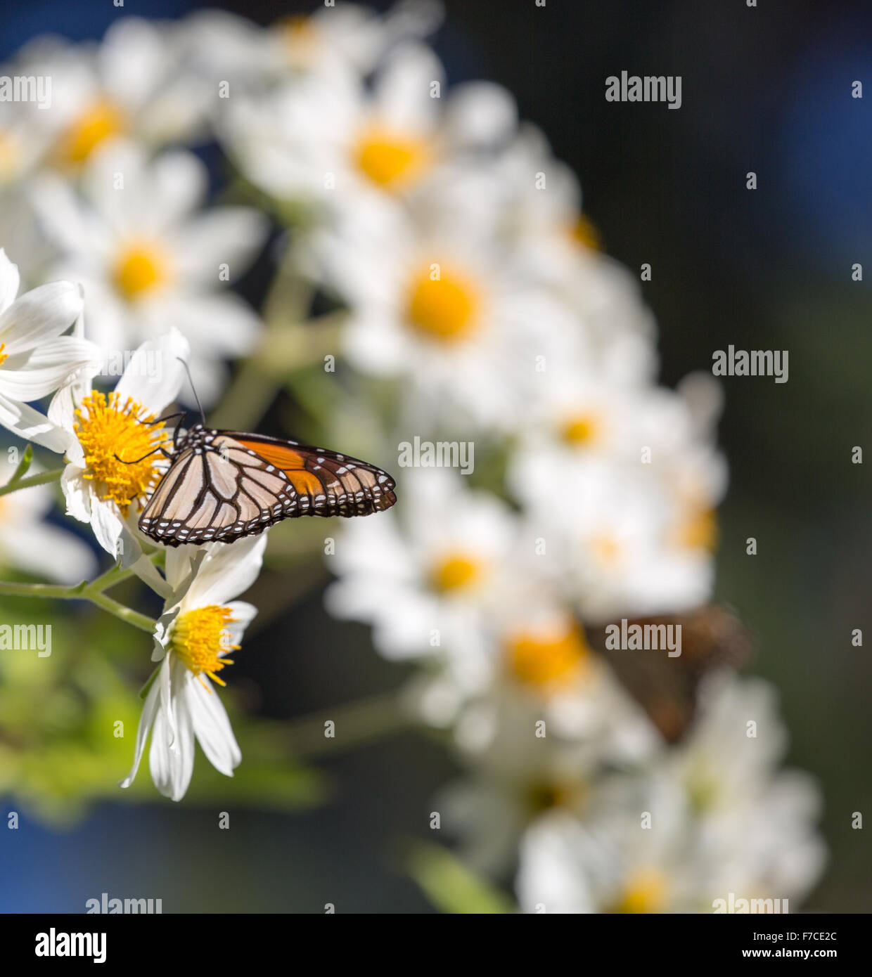 Nectar de fleurs Banque de photographies et d’images à haute résolution ...