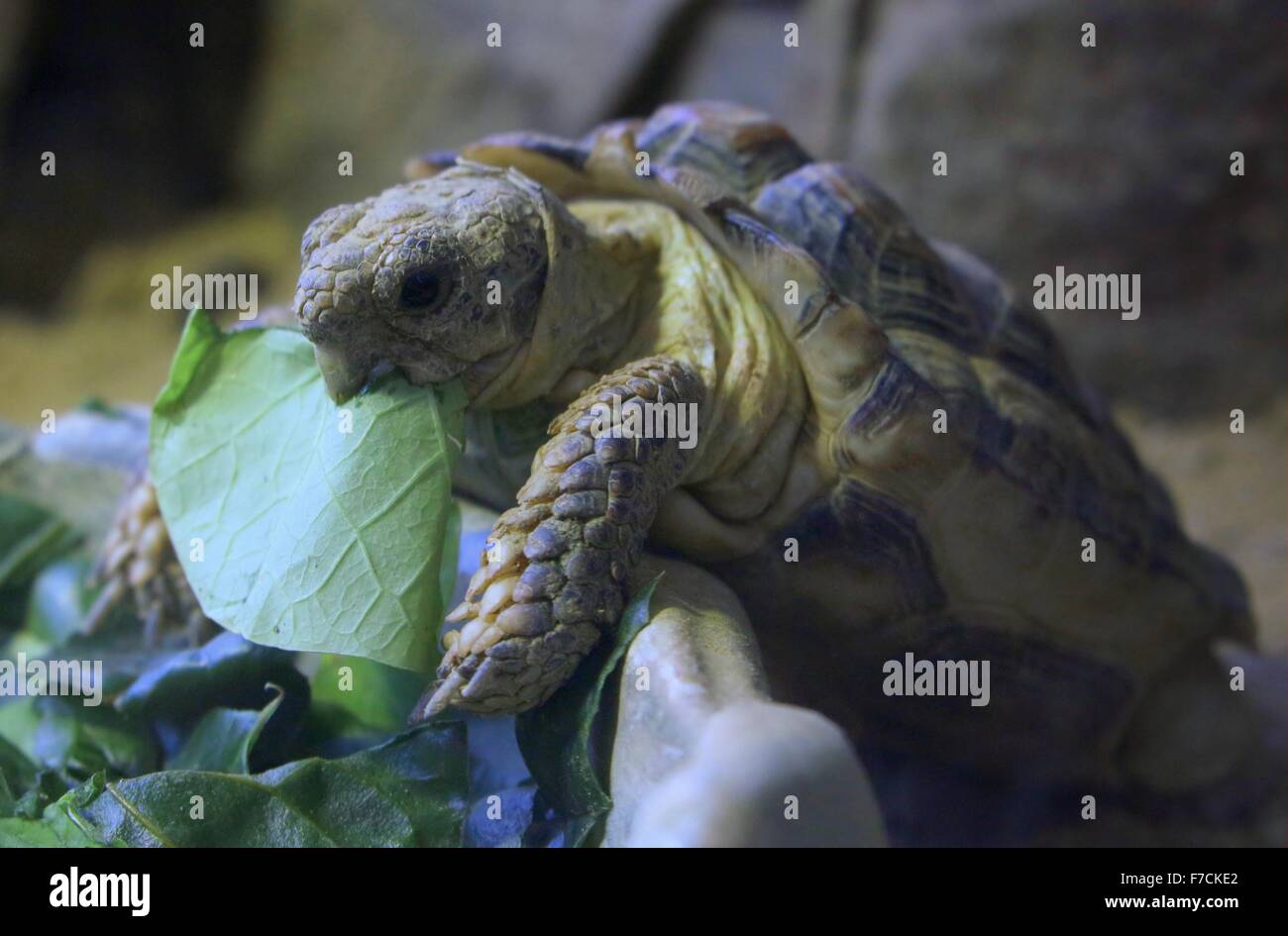 Tortue mouchetée d'Afrique du Sud Le Cap ou tachetés Padloper (Homopus ...